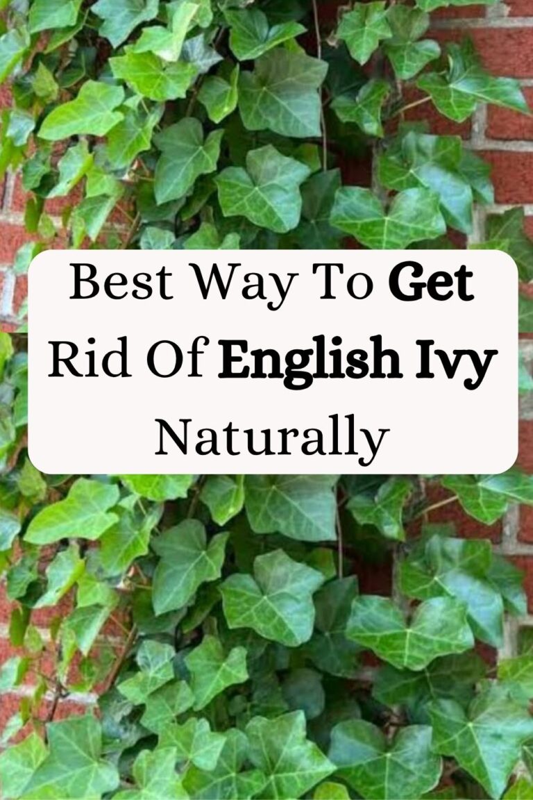 How to Get Rid of English Ivy Naturally (Without Toxic Chemicals)
