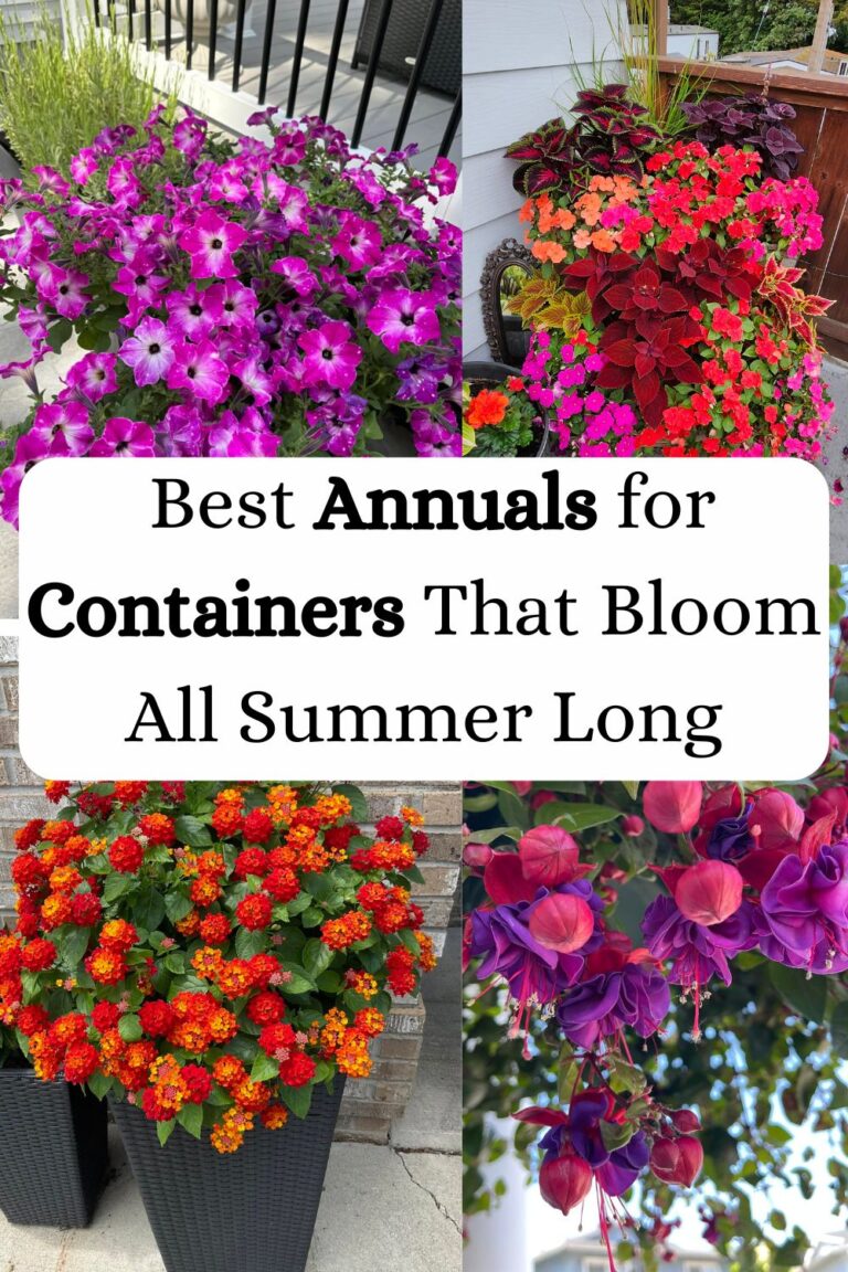 Long Blooming Annuals For Containers
